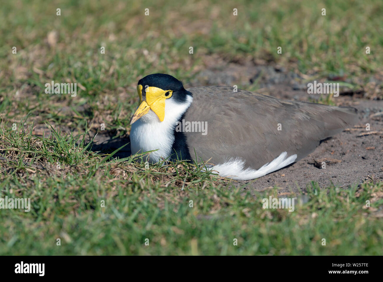 Lapwing Detail High Resolution Stock Photography and Images - Alamy