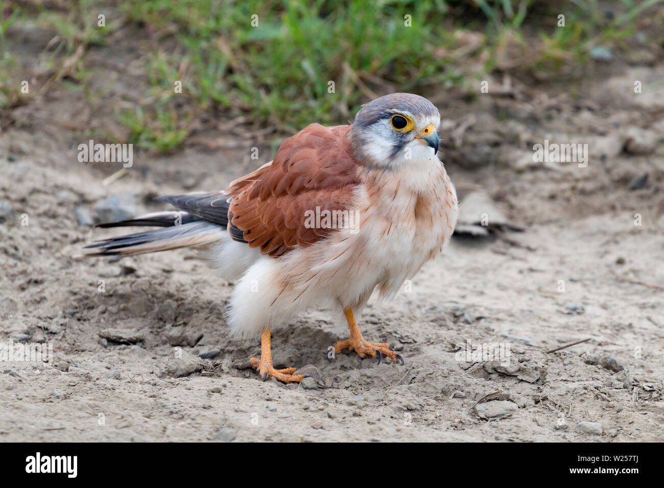Australian kestrel hi-res stock photography and images - Alamy