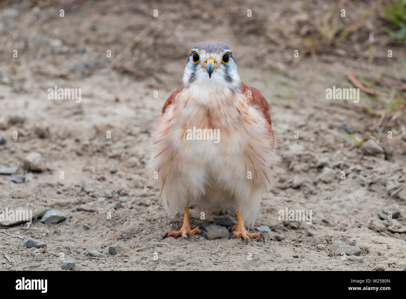 Australian kestrel hi-res stock photography and images - Alamy