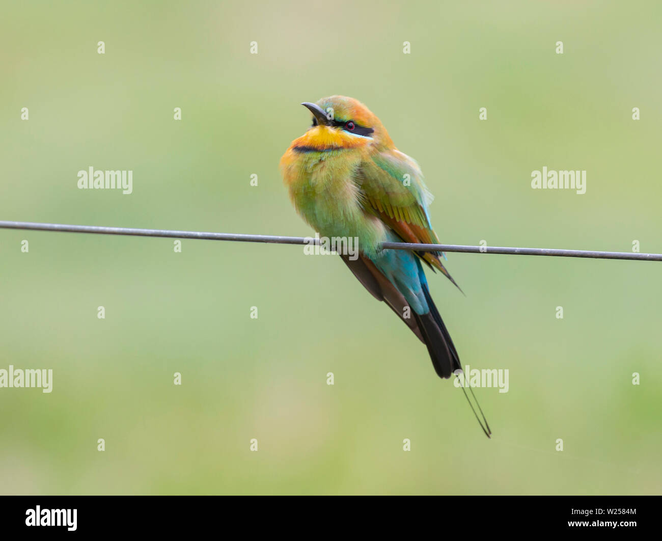 Rainbow beeeater hi-res stock photography and images - Alamy