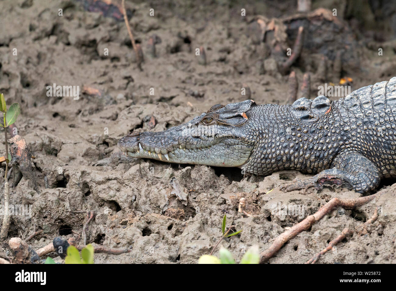 Saltwater Crocodile June 6th, 2019 Near Port Douglas, Australia Stock ...