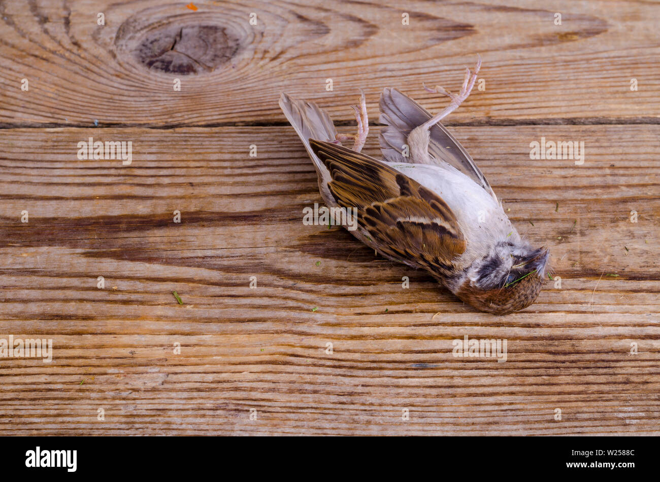 Detail of dead sparrow hi-res stock photography and images - Alamy