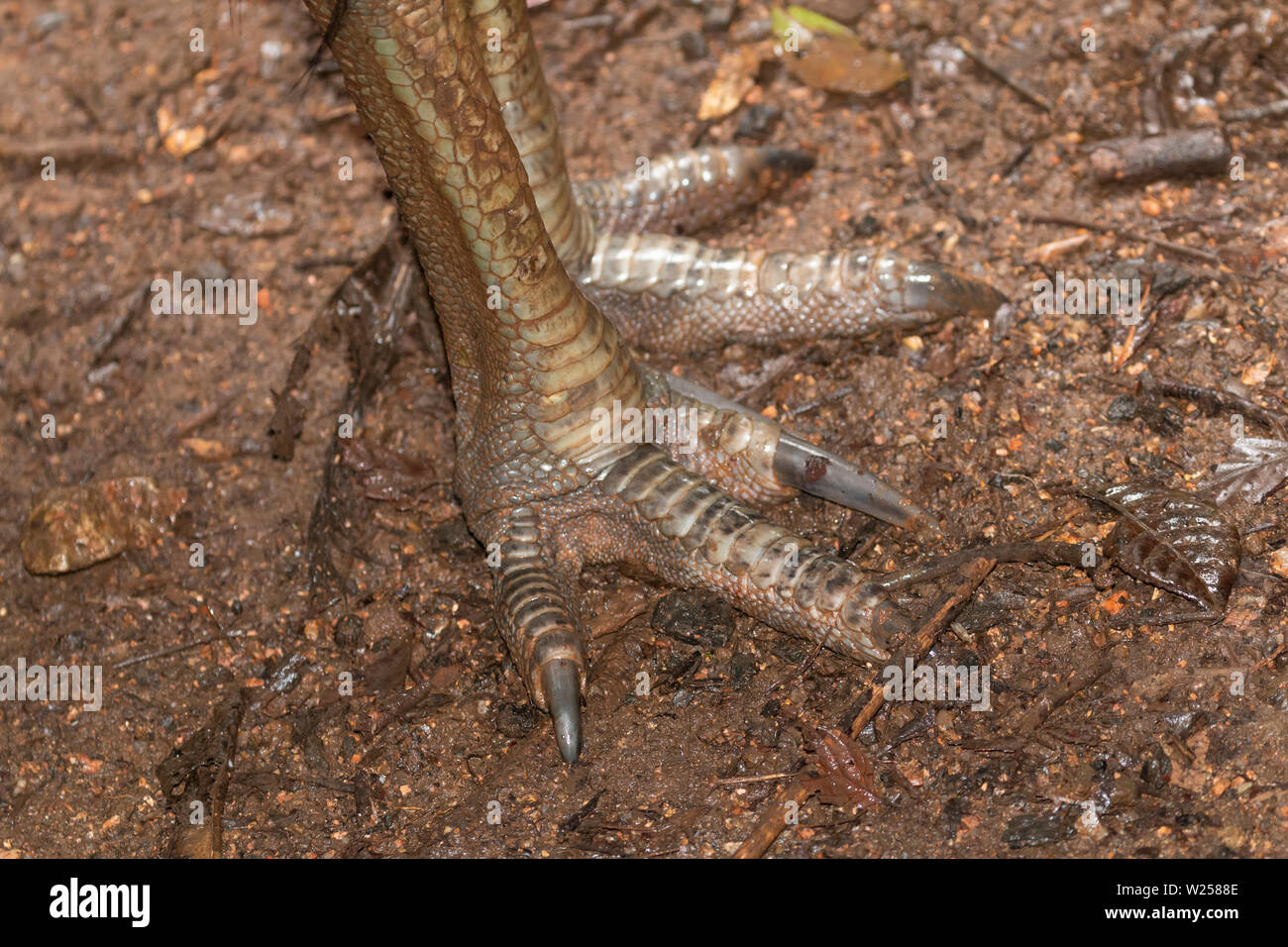 Cassowary Feet High Resolution Stock Photography and Images - Alamy
