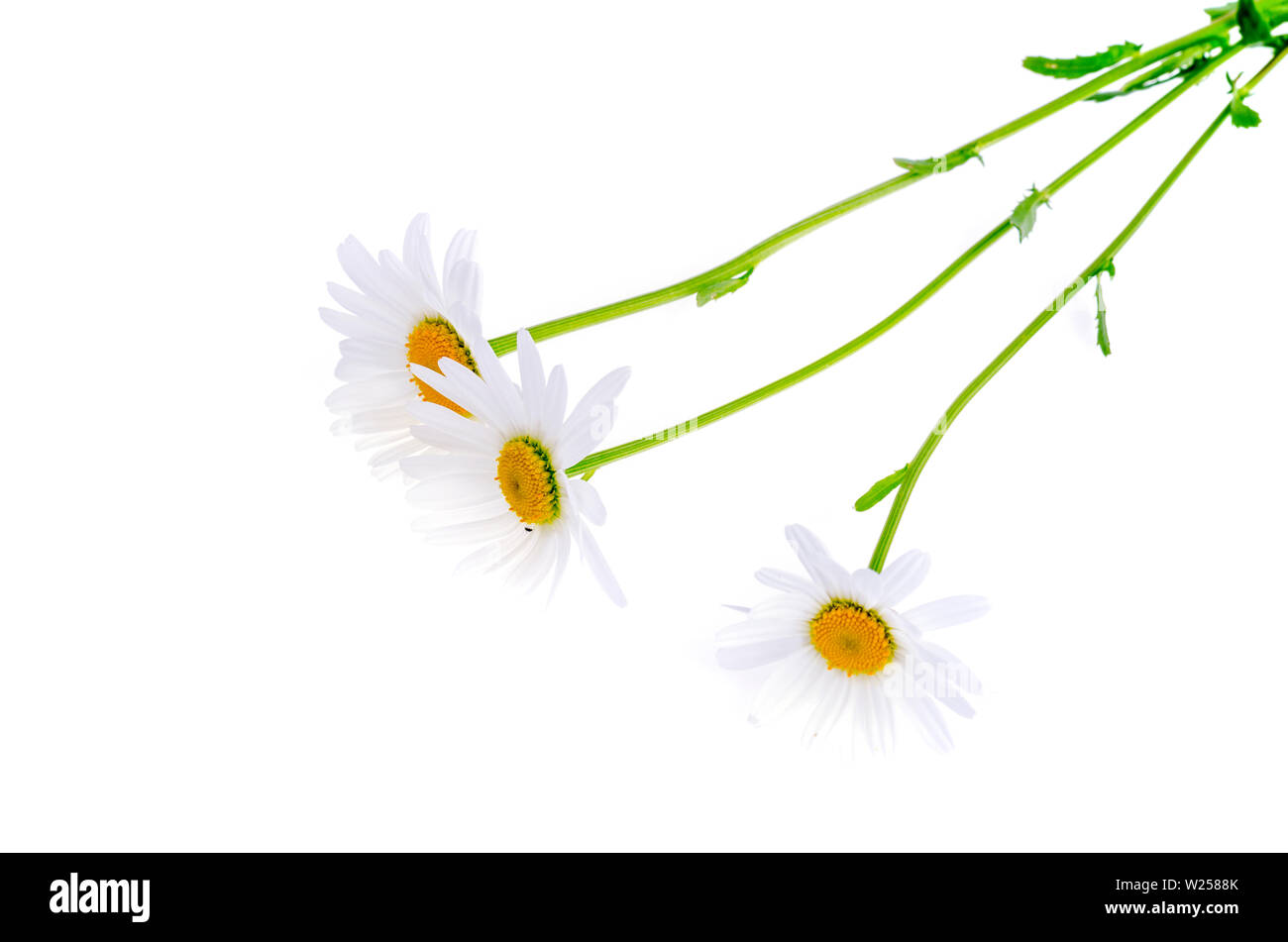 Three white daisies hi-res stock photography and images - Alamy
