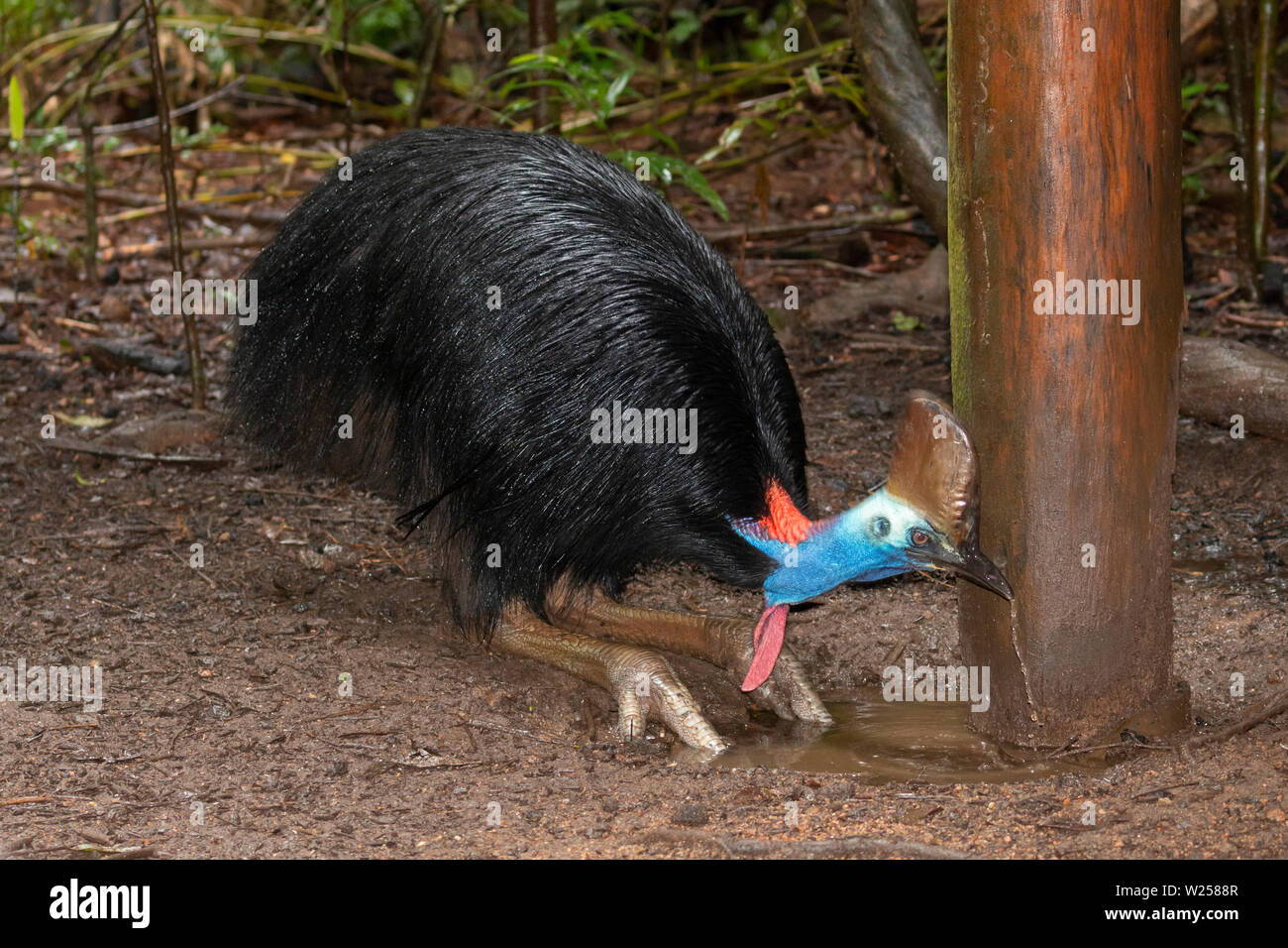 Southern Cassowary June 9th, 2019 Rainforest Canopy Treehouses, near ...