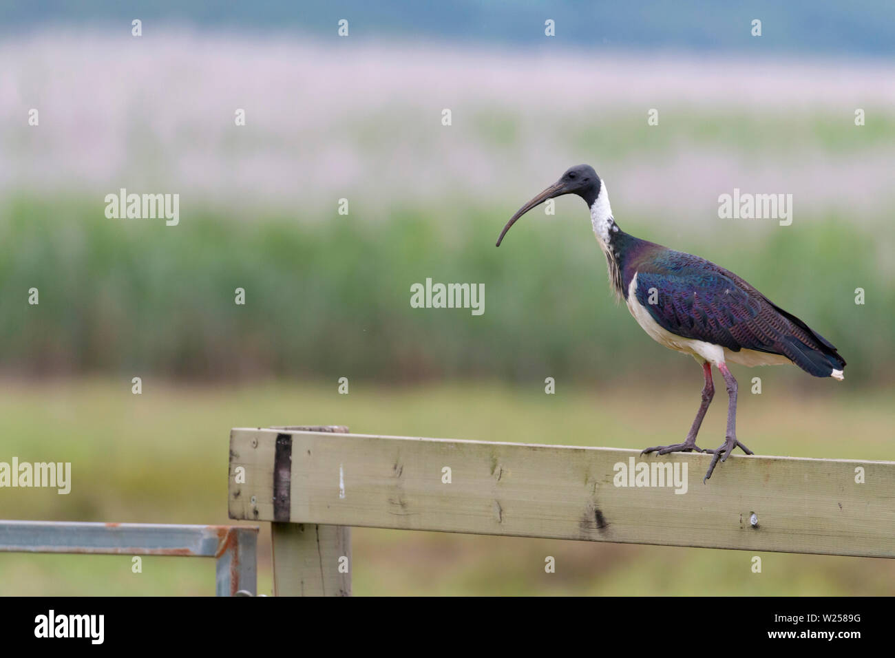 Straw-necked Ibis June 6th, 2019 Near Port Douglas, Australia Stock ...