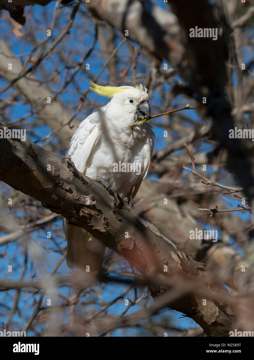 Sulphur-crested Cockatoo May 30th, 2019 Blue Mountains, Australia Stock ...