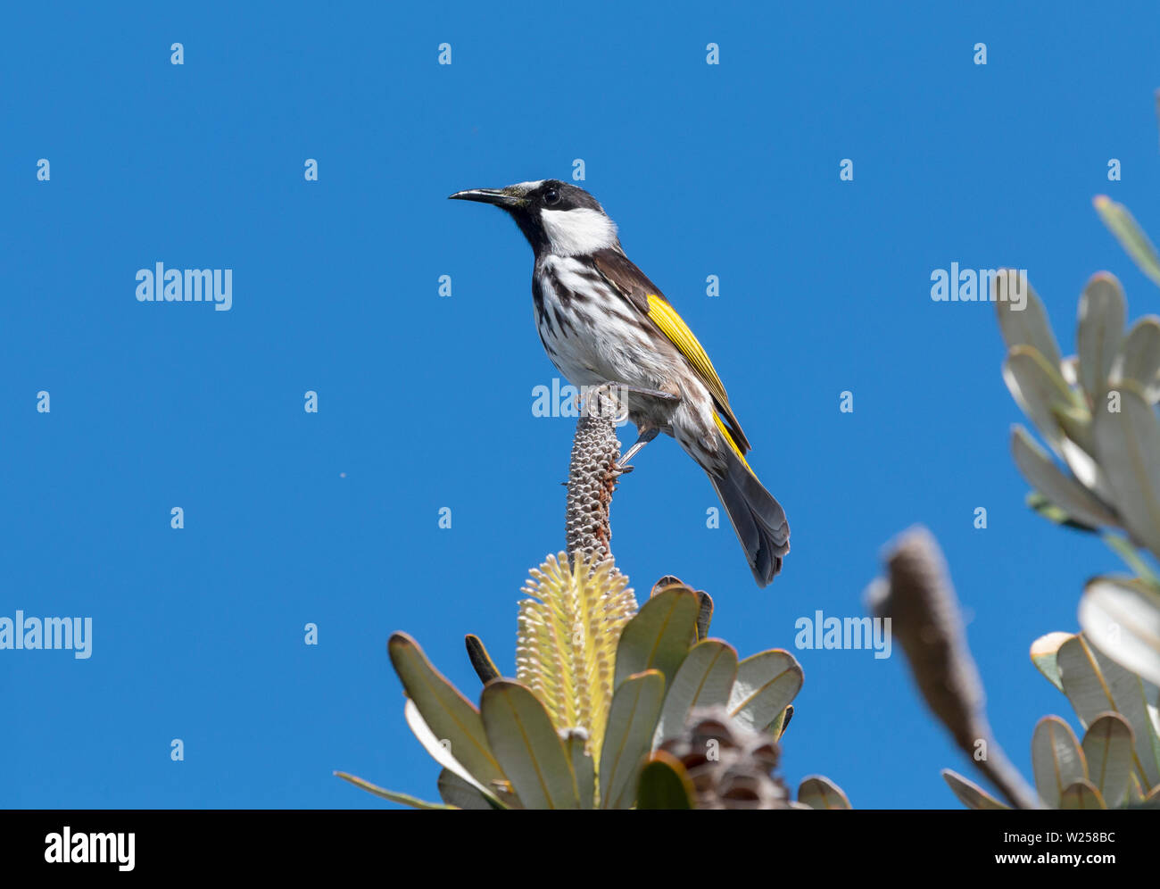 White-cheeked Honeyeater June 3rd, 2019 Bongil Bongil National Park ...