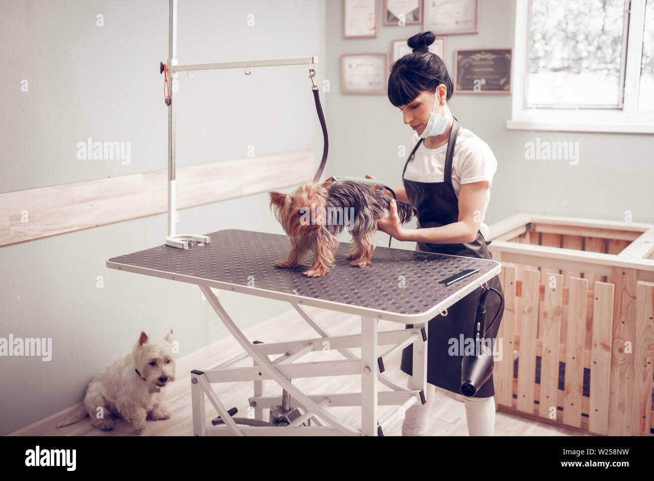 Woman shaving dog. Dark-haired young woman wearing uniform shaving dog ...