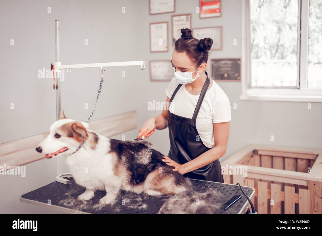 Certificate grooming hi-res stock photography and images - Alamy