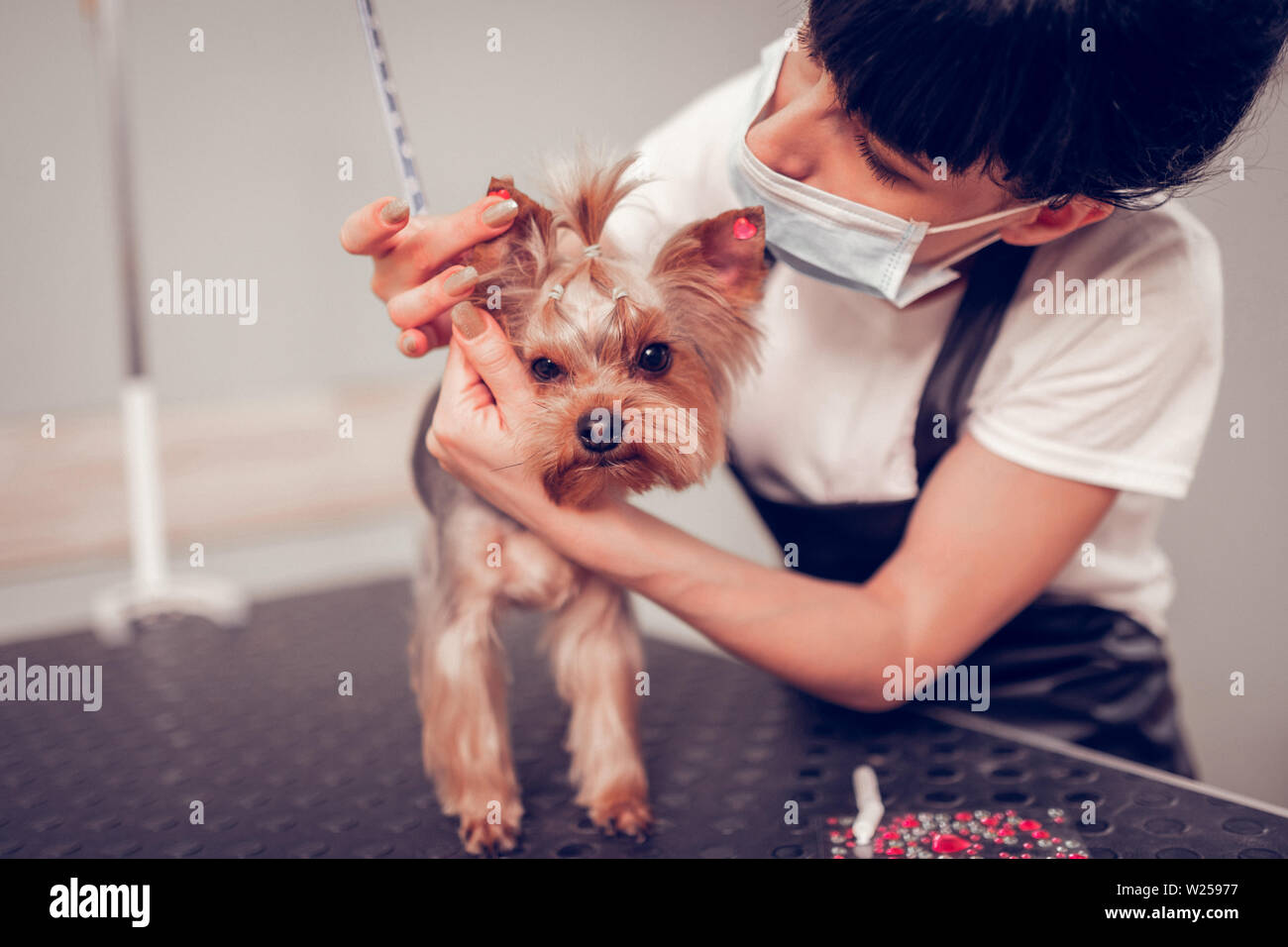 Some shiny stickers. Dark-haired worker of grooming salon putting some ...