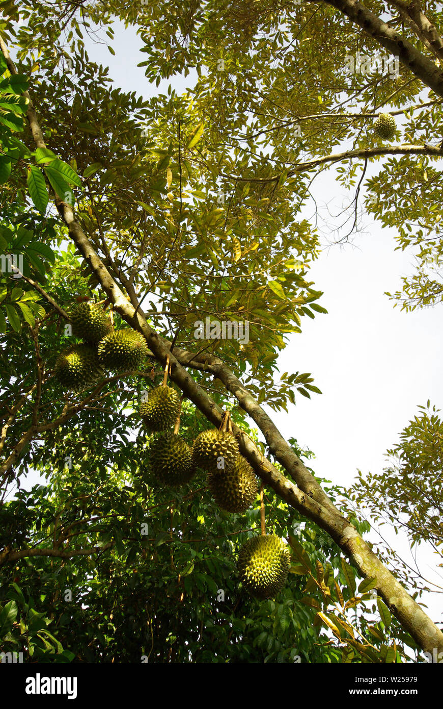 Large durian hanging on the branches of durian trees Stock Photo - Alamy