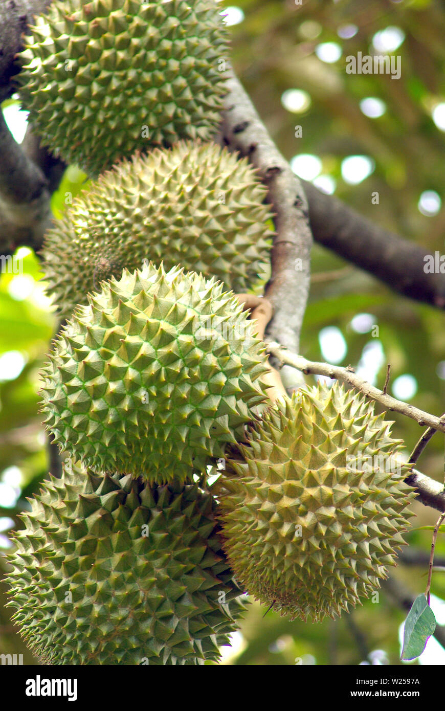 Large durian hanging on the branches of durian trees Stock Photo - Alamy