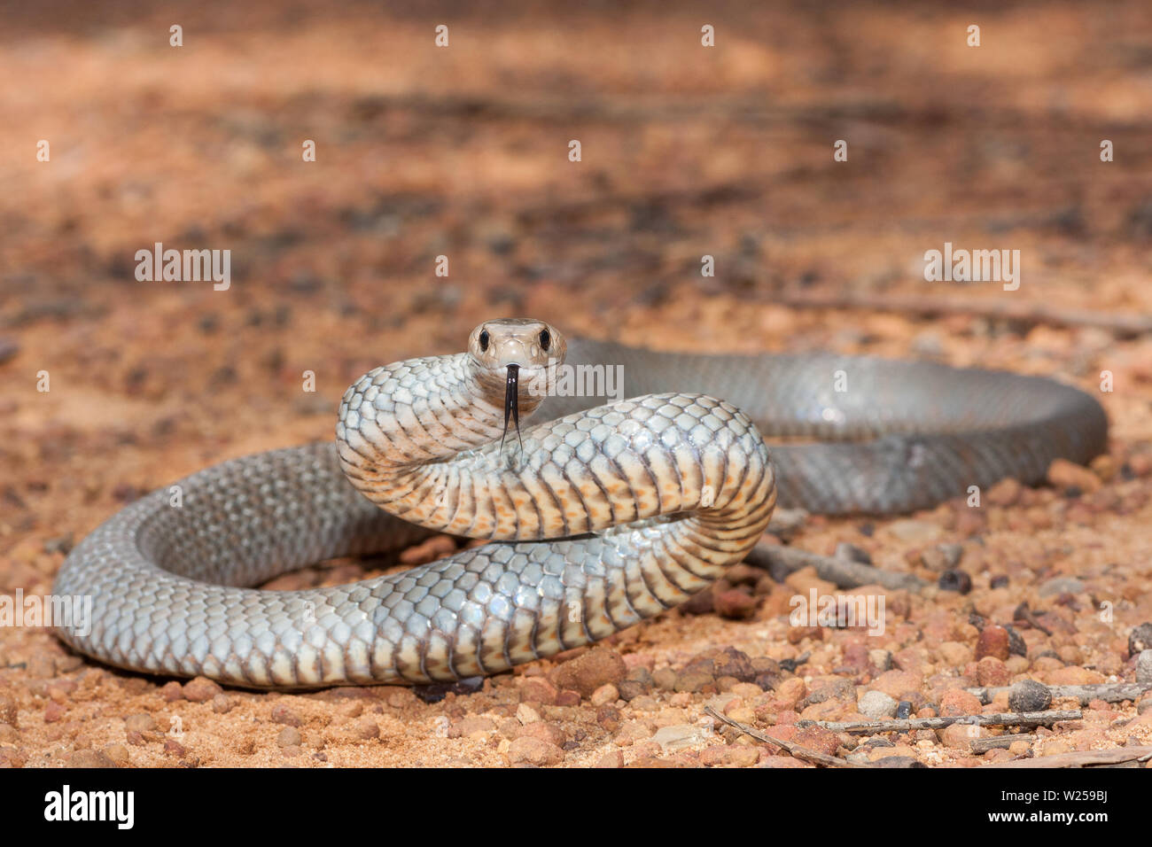 Eastern Brown Snake Pseudonaja textilis Stock Photo - Alamy