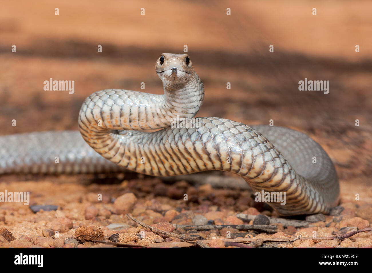 Eastern brown snake australia hi-res stock photography and images - Alamy