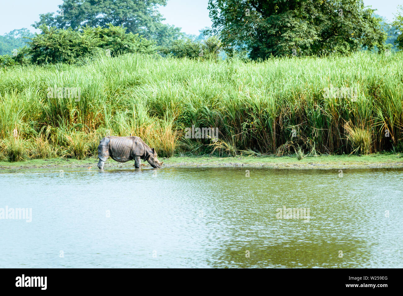 Rhino found in kaziranga national park hi-res stock photography and ...