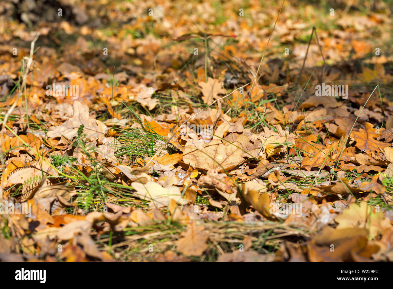 Garden floor background hi-res stock photography and images - Alamy