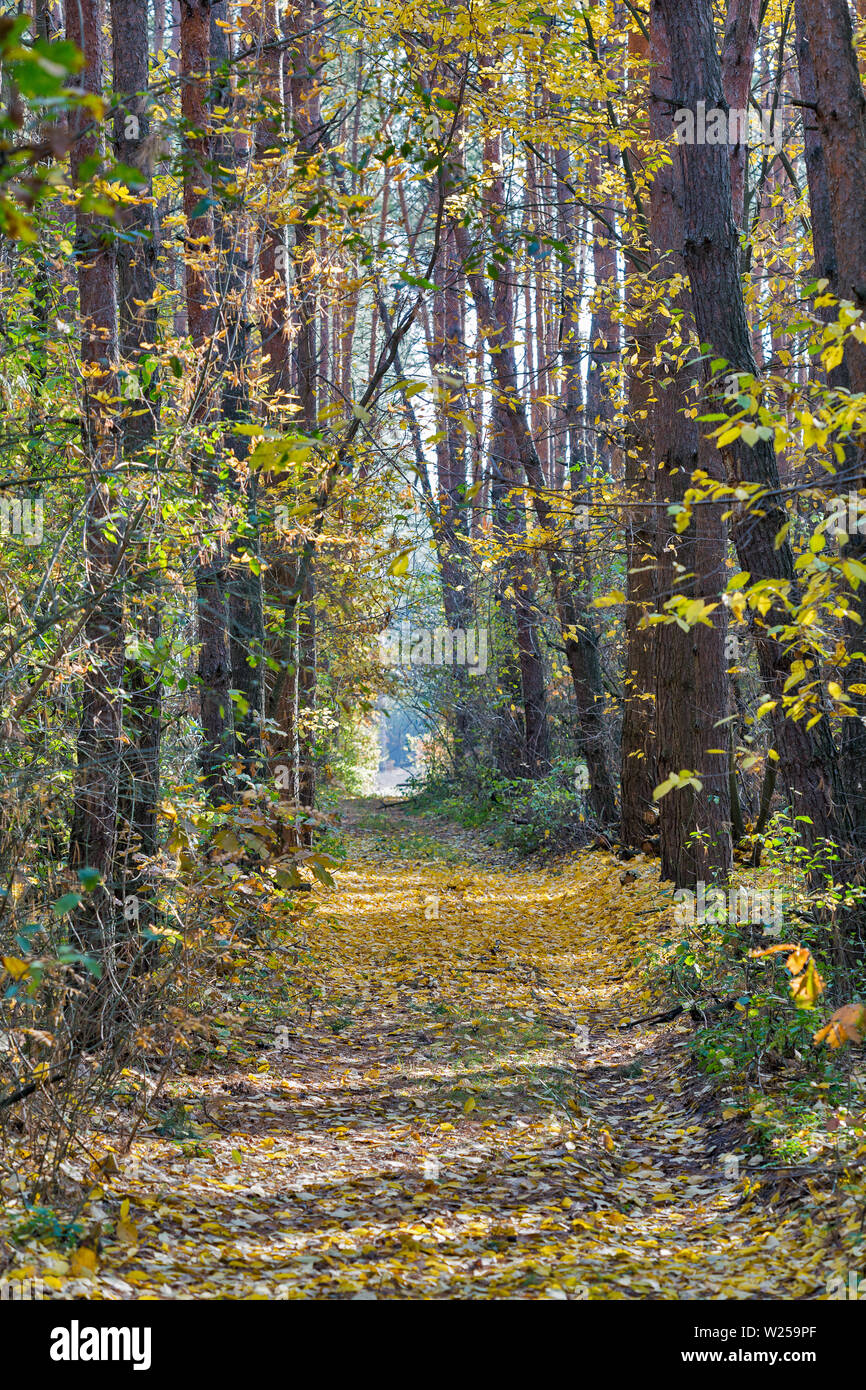 Mixed evergreen forest hi-res stock photography and images - Alamy