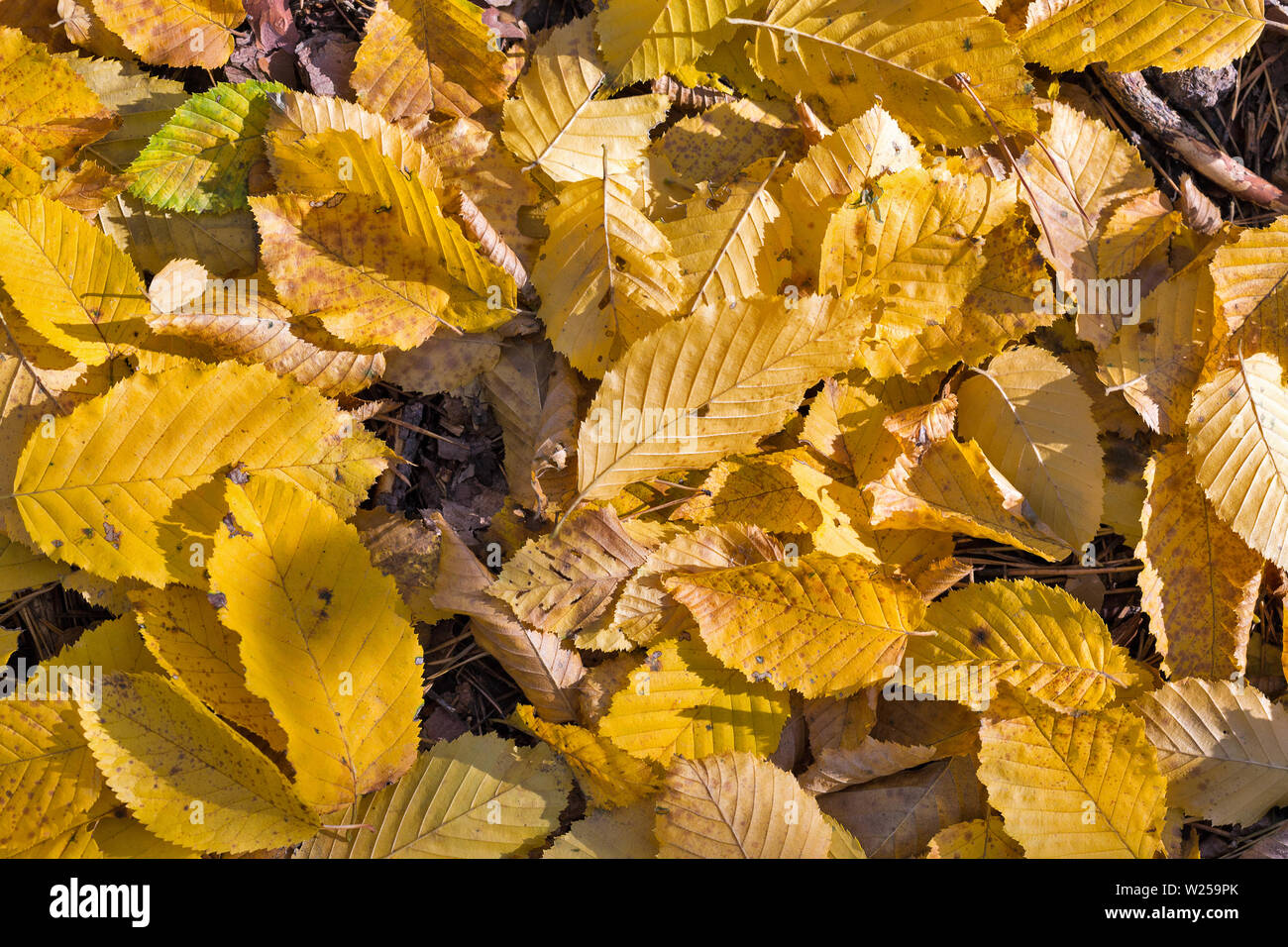 Background of colorful autumn leaves on forest floor Stock Photo - Alamy