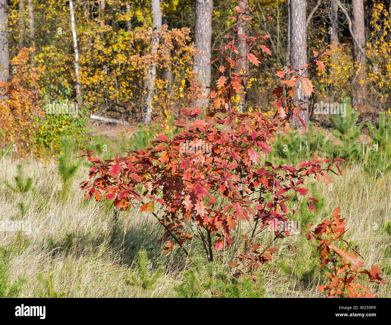 Oak bush forest hi-res stock photography and images - Alamy
