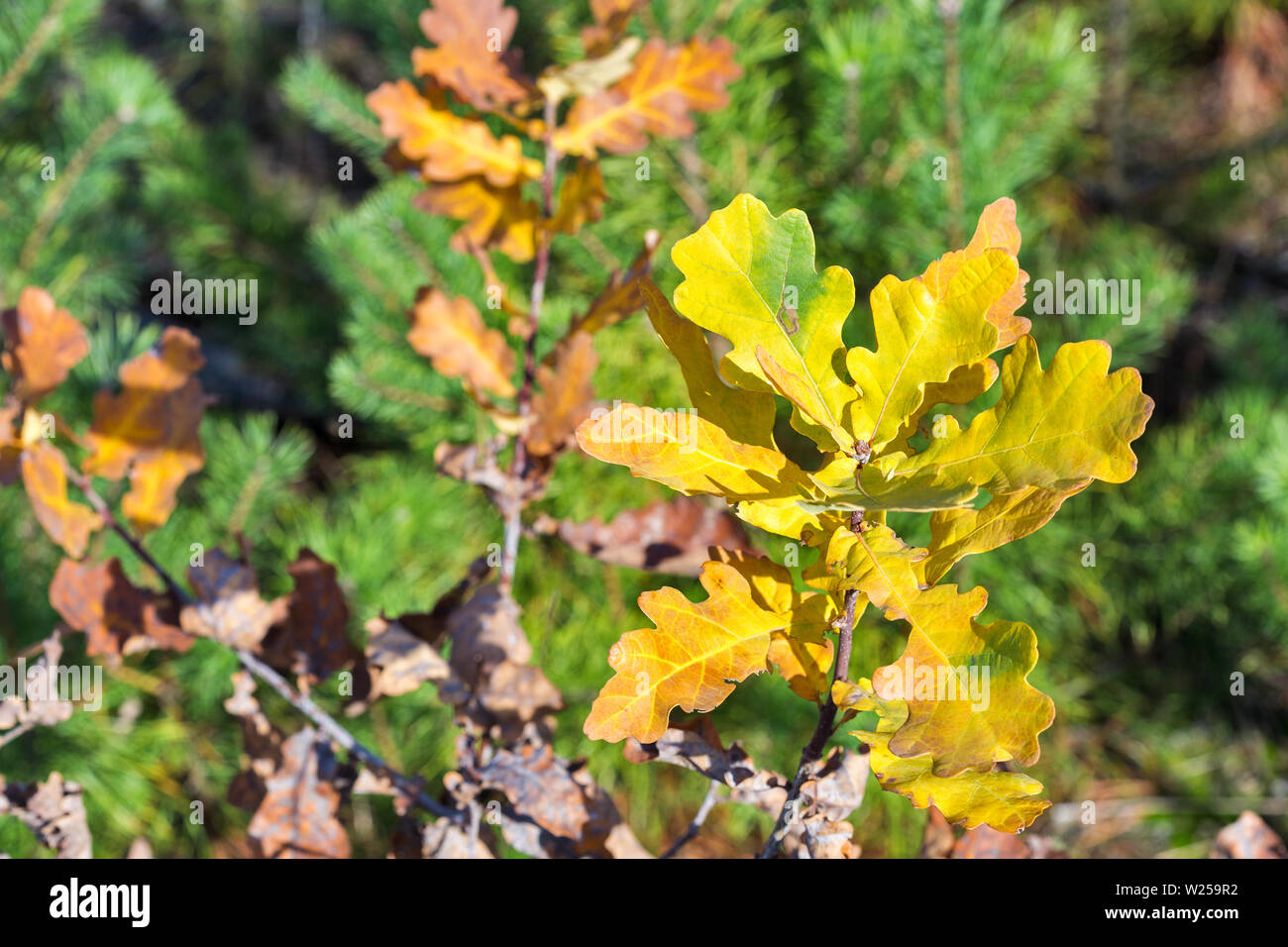 Closeup oak leaf hi-res stock photography and images - Alamy