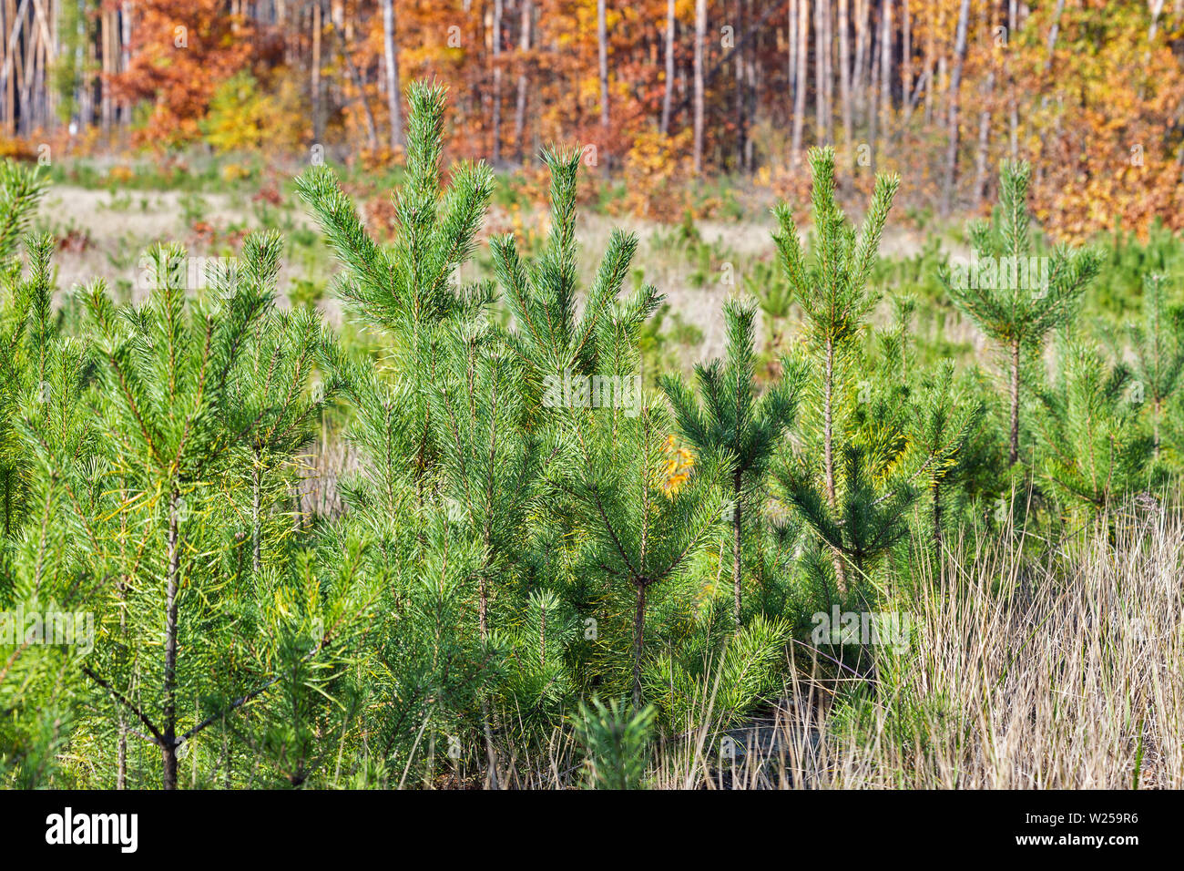 Young pine trees hi-res stock photography and images - Alamy