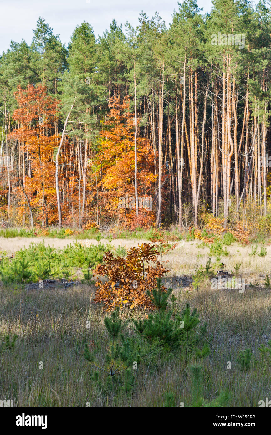 Sunny mixed forest hi-res stock photography and images - Alamy