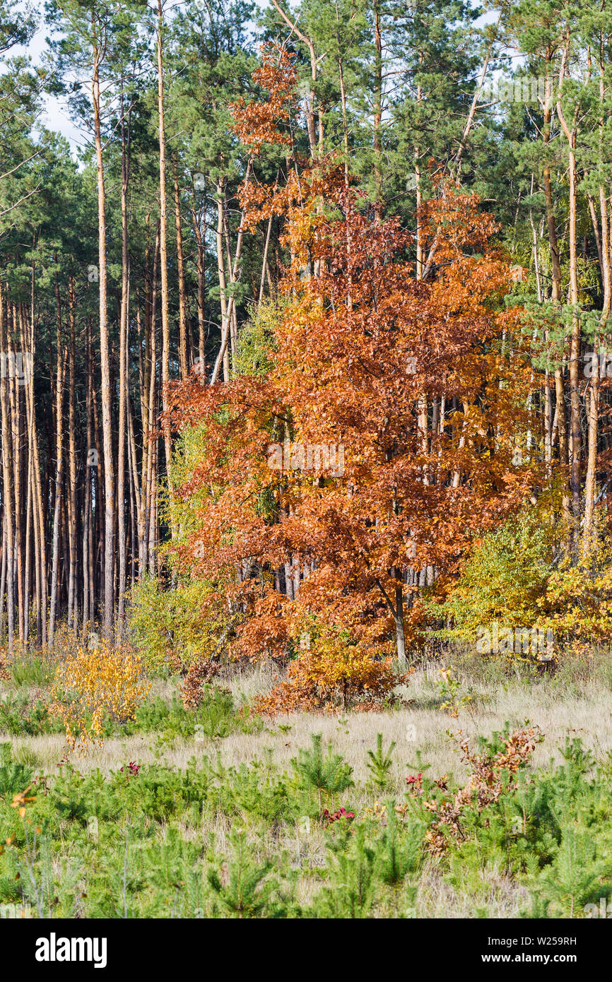 Sunny mixed forest hi-res stock photography and images - Alamy