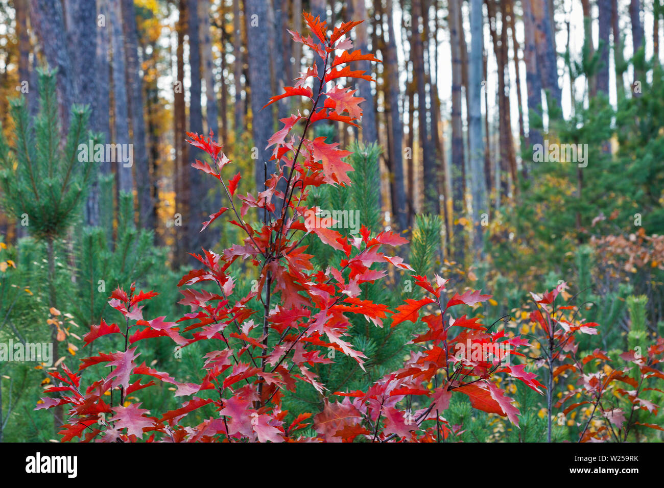 Oak bush forest hi-res stock photography and images - Alamy