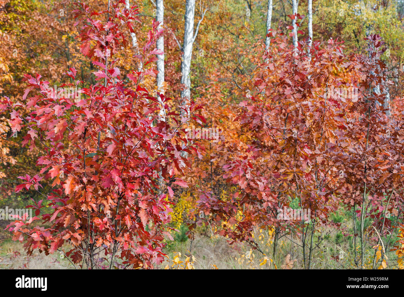 Autumn bush fall forest hi-res stock photography and images - Alamy