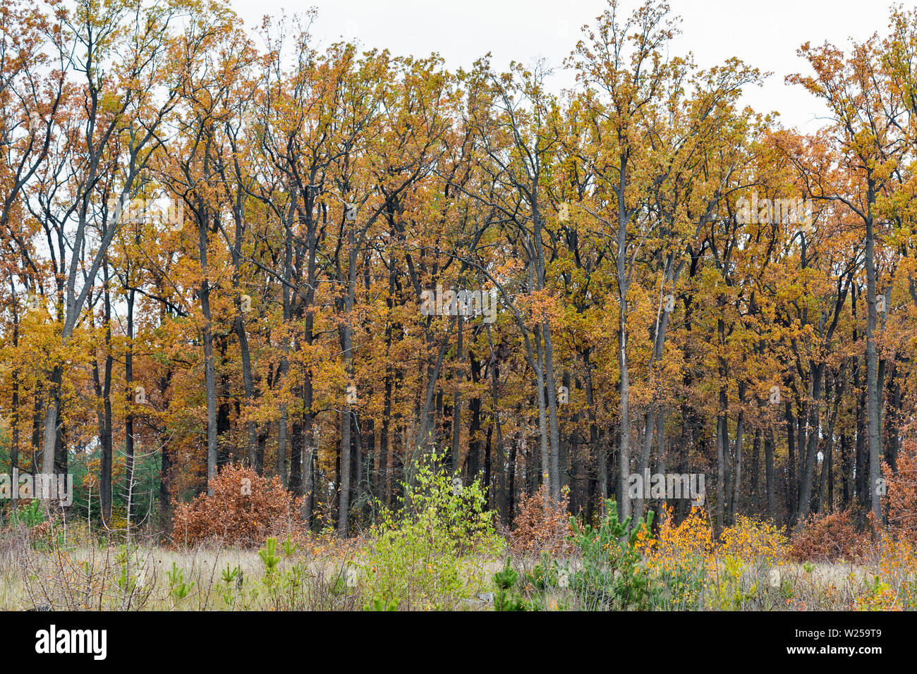 Magnificent oak tree hi-res stock photography and images - Alamy