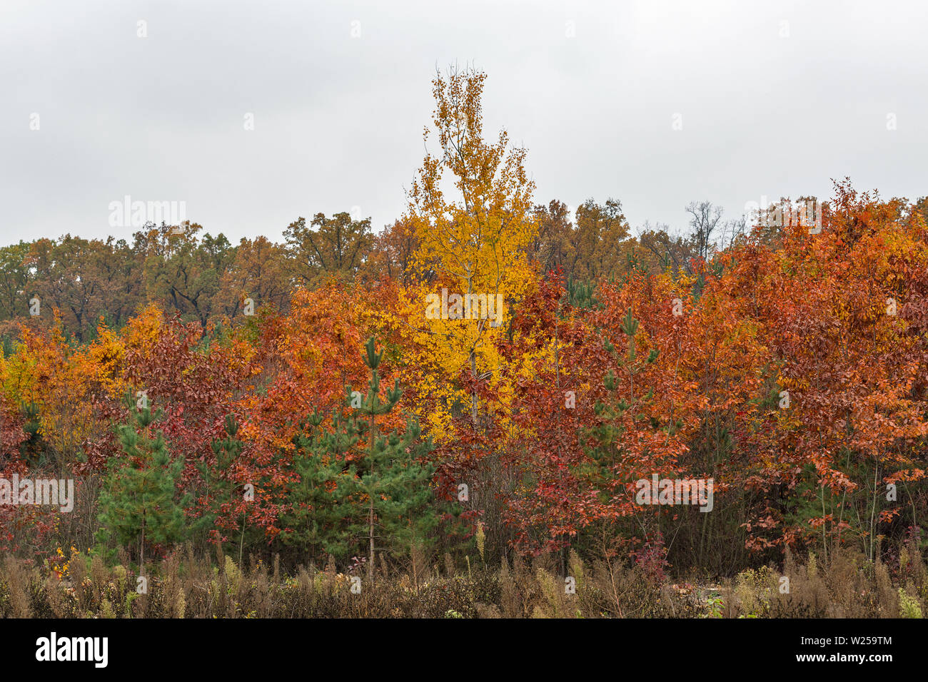 Mixed nature hi-res stock photography and images - Alamy