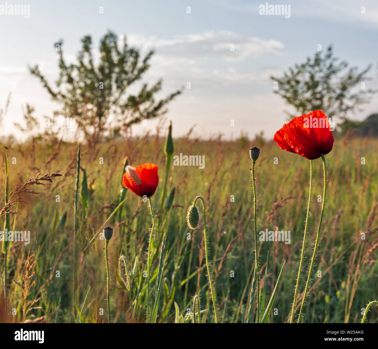 Summer landscape with wild poppies at early morning closeup Stock Photo ...