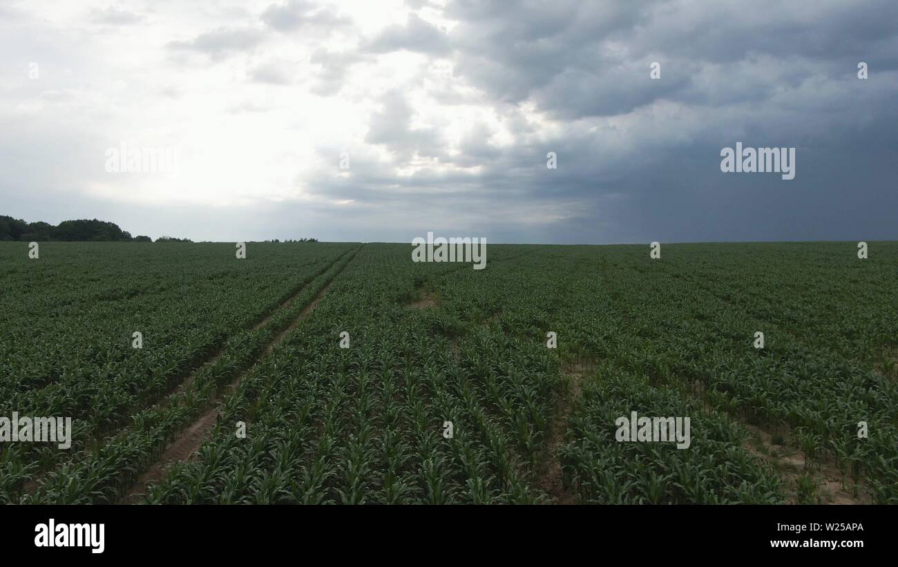 Aerial bird view footage over maize field with still young and small ...