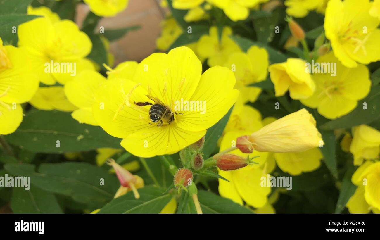 Macro of bee gathering pollen from sunflower in field Stock Photo - Alamy
