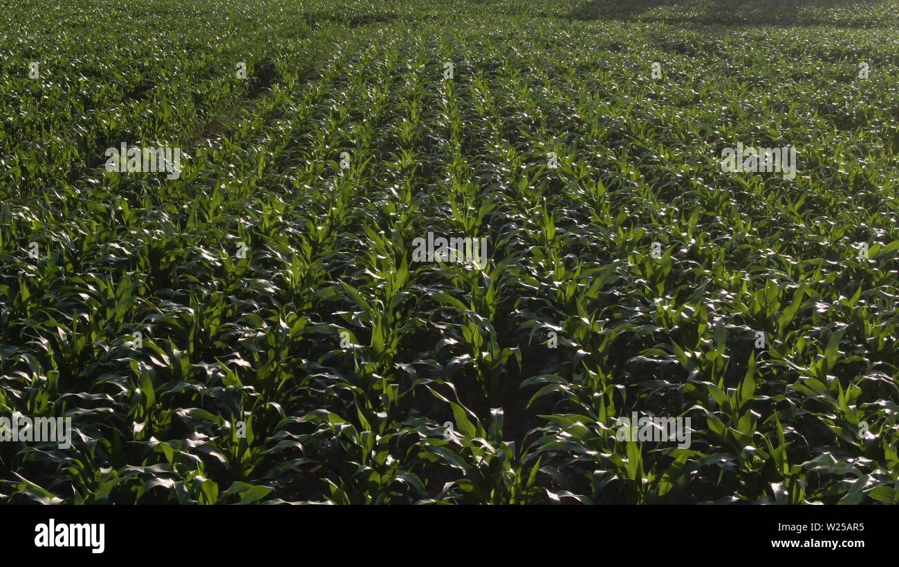 Aerial bird view footage over maize field with still young and small ...