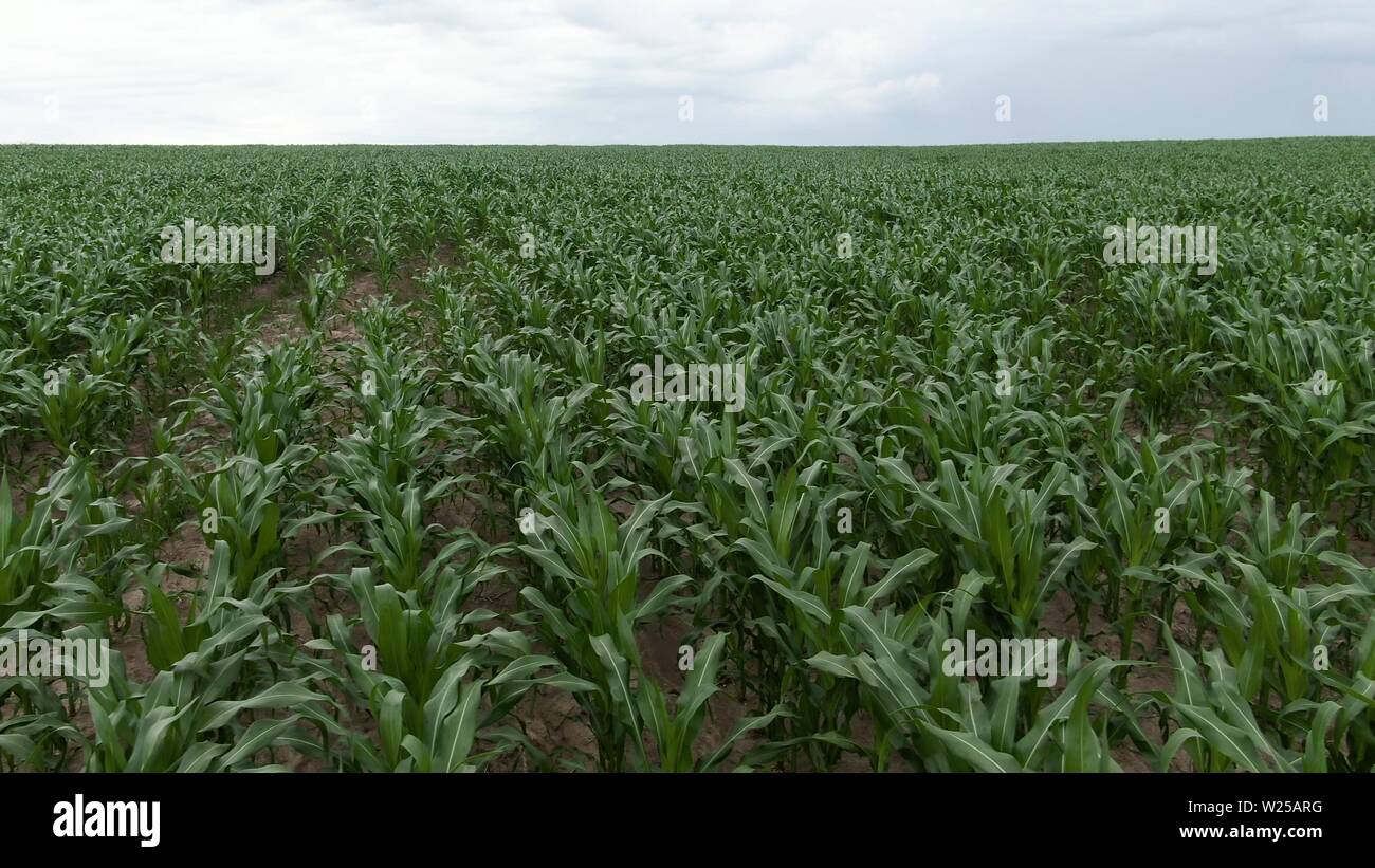 Aerial bird view footage over maize field with still young and small ...