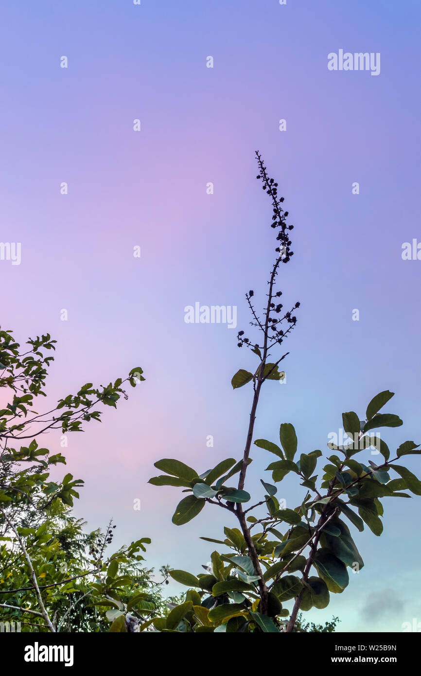 Bunch of pods and seeds of Lagerstroemia trees and colors of the ...