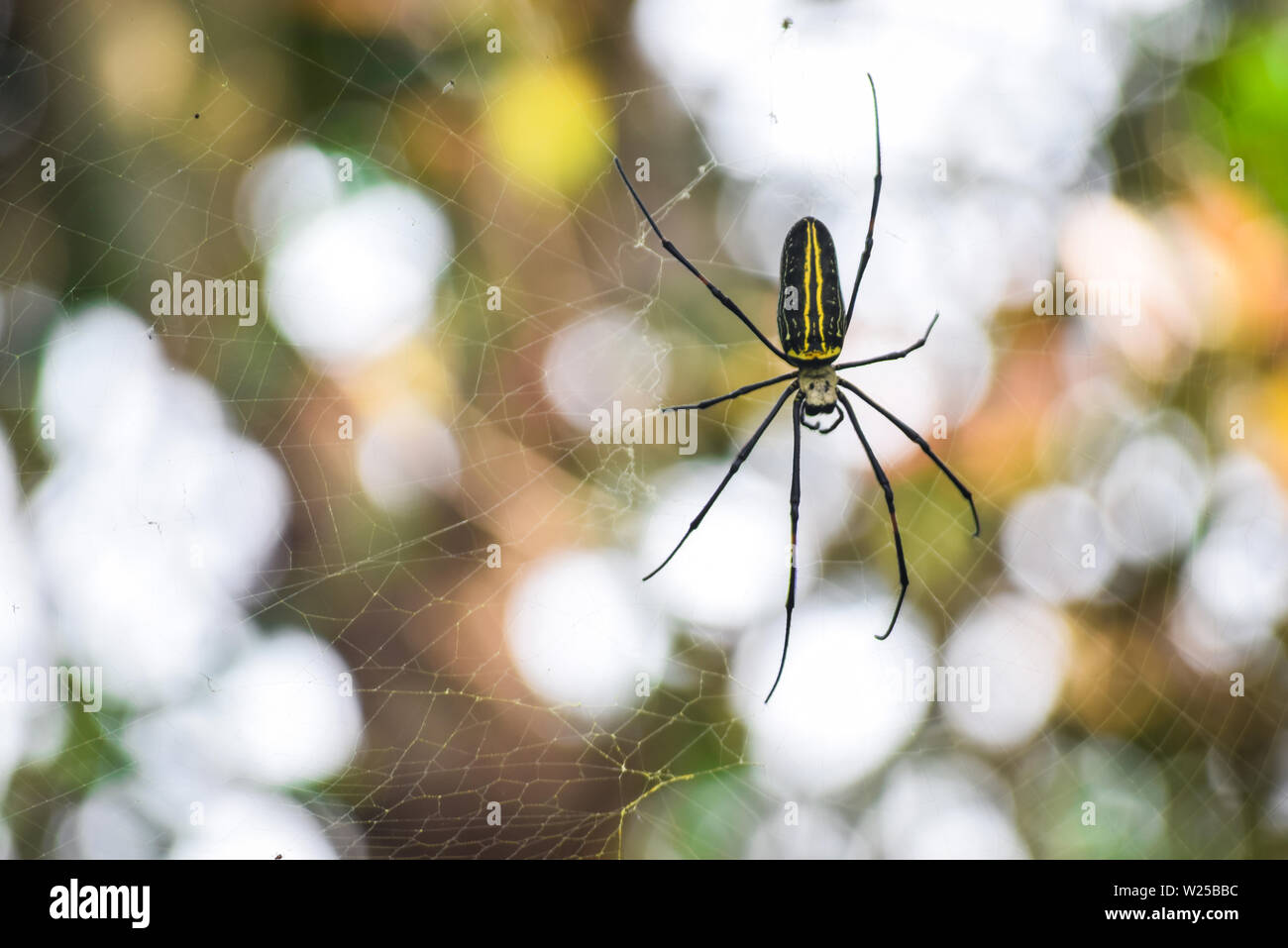 spider on a web Stock Photo - Alamy