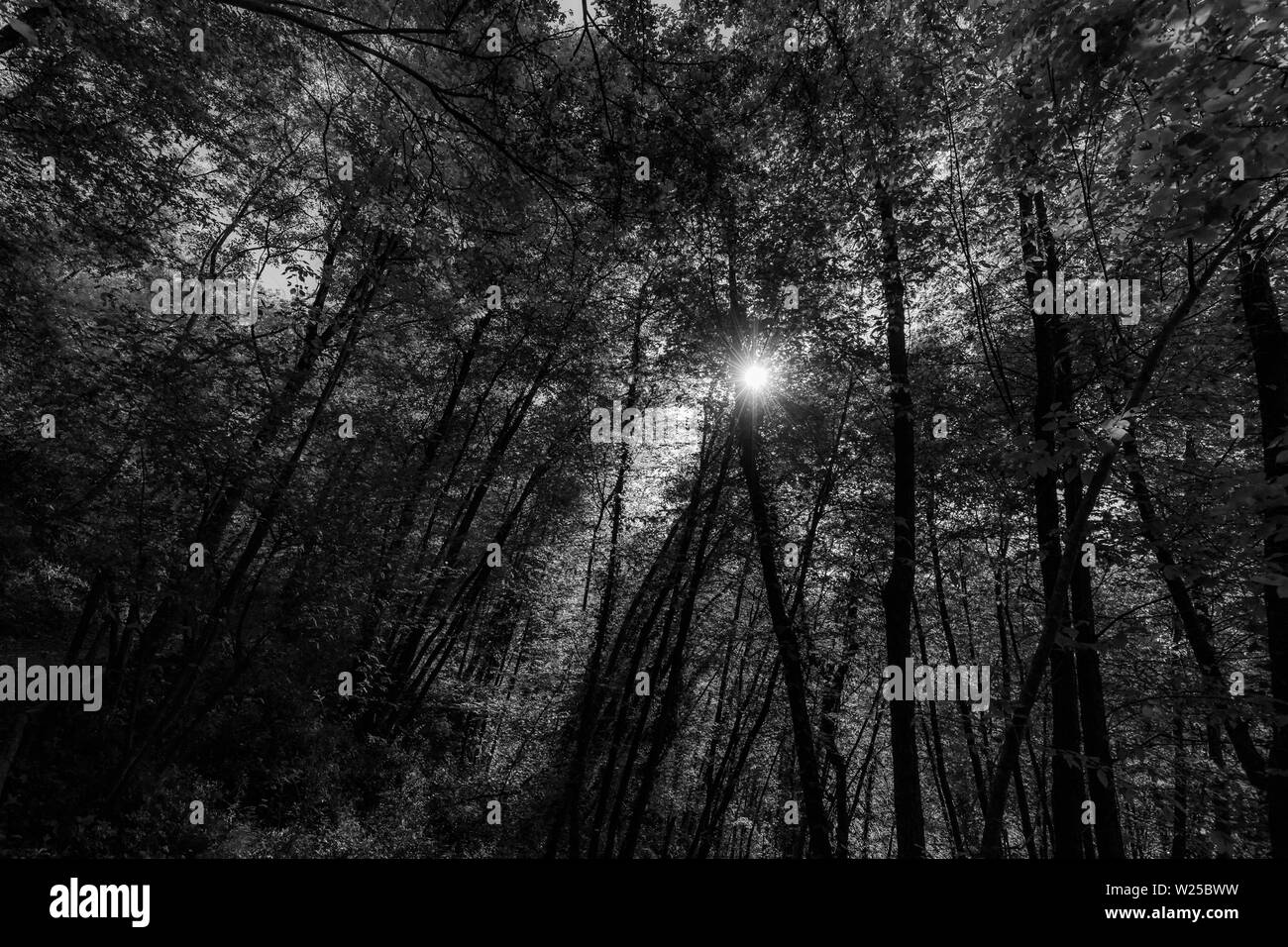 Sunlight in the wood texture Black and White Stock Photos & Images - Alamy