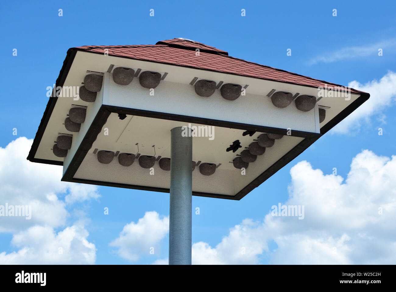 Prevent bird extinction hi-res stock photography and images - Alamy