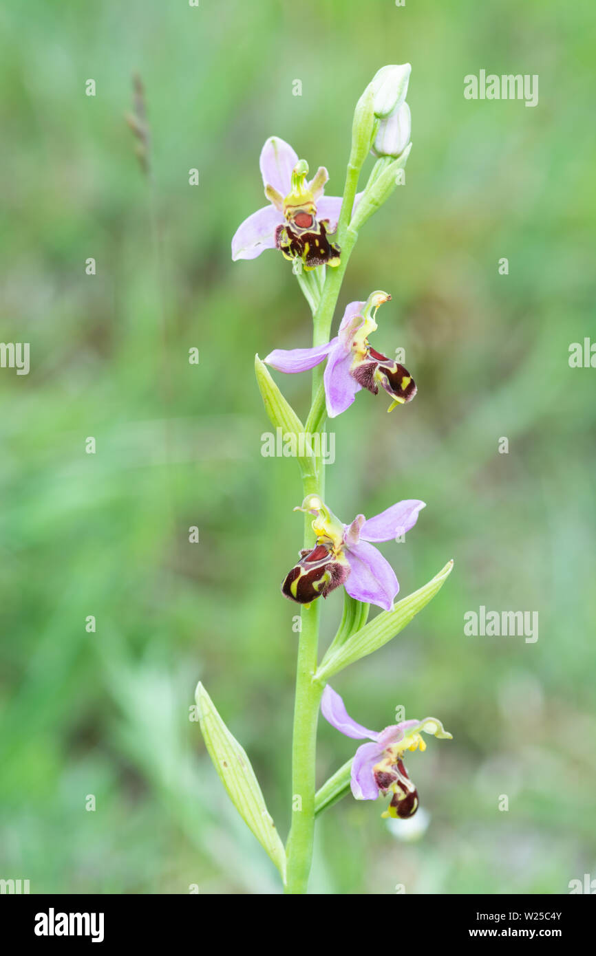 Ophrys apifera, Bee orchid in grass Stock Photo - Alamy
