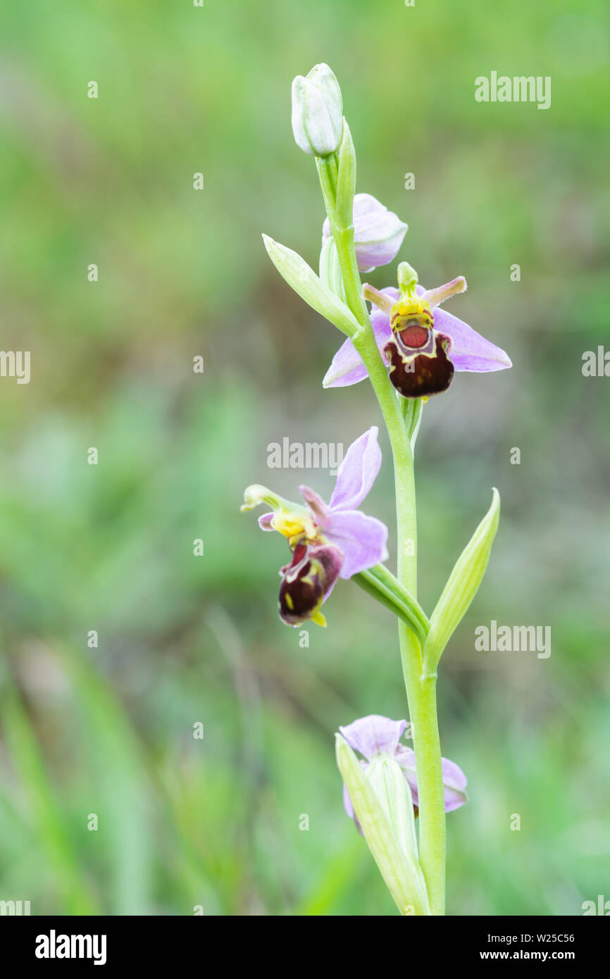 Ophrys apifera, Bee orchid in grass Stock Photo - Alamy
