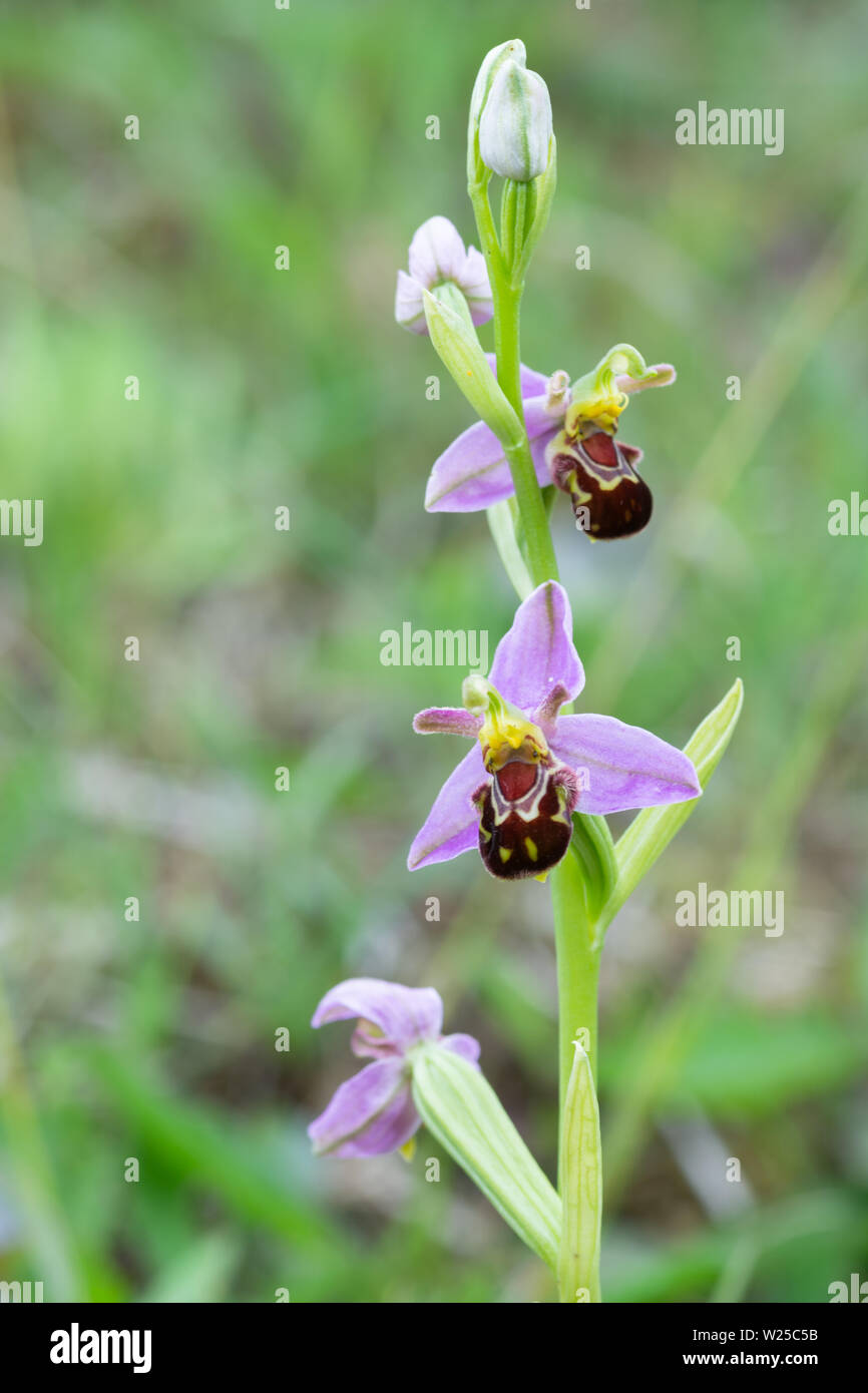 Ophrys Apifera Bee High Resolution Stock Photography and Images - Alamy