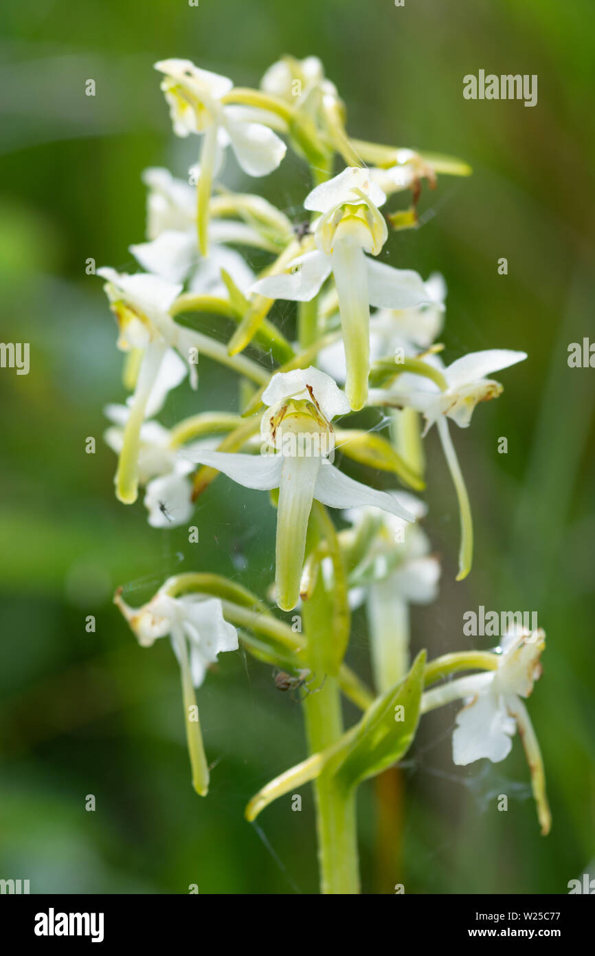 Platanthera chlorantha, Greater Butterfly-orchid Stock Photo - Alamy