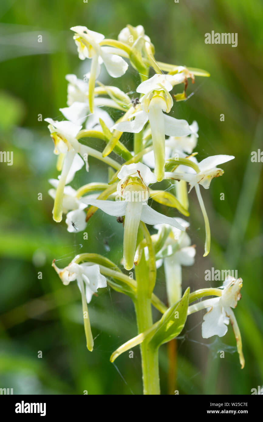 Platanthera chlorantha, Greater Butterfly-orchid Stock Photo - Alamy