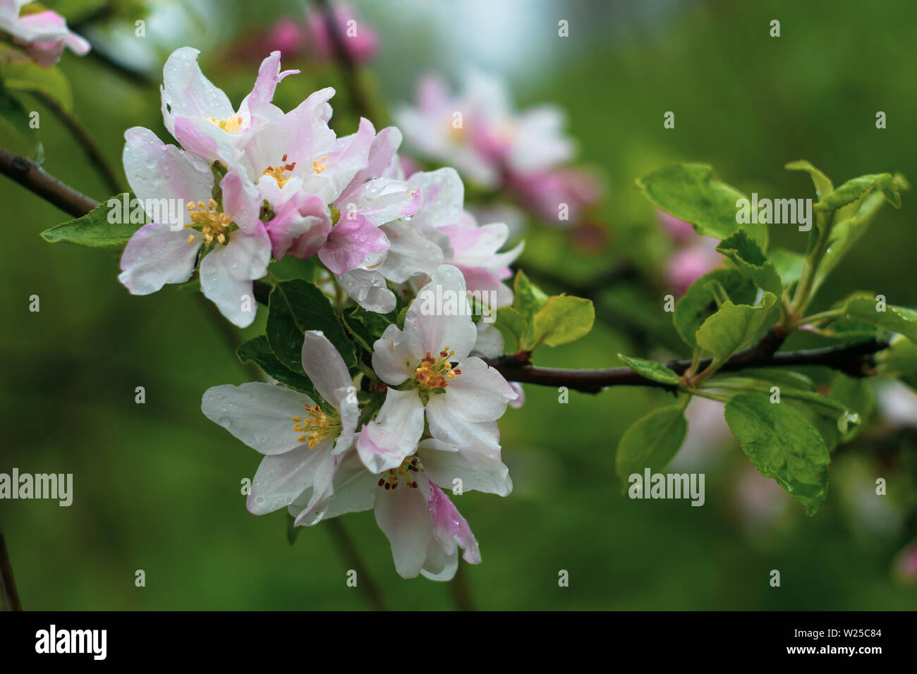 The bra tree hi-res stock photography and images - Alamy