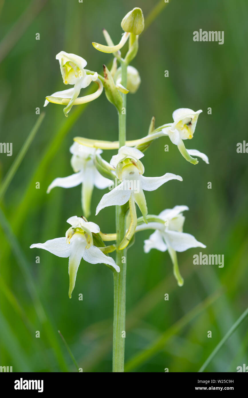 Platanthera chlorantha, Greater Butterfly-orchid Stock Photo - Alamy