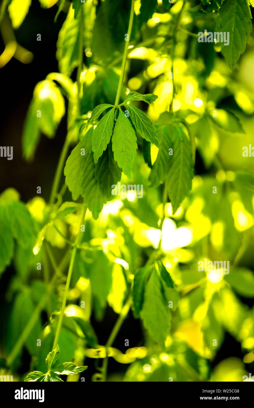 Longevity herb hi-res stock photography and images - Alamy