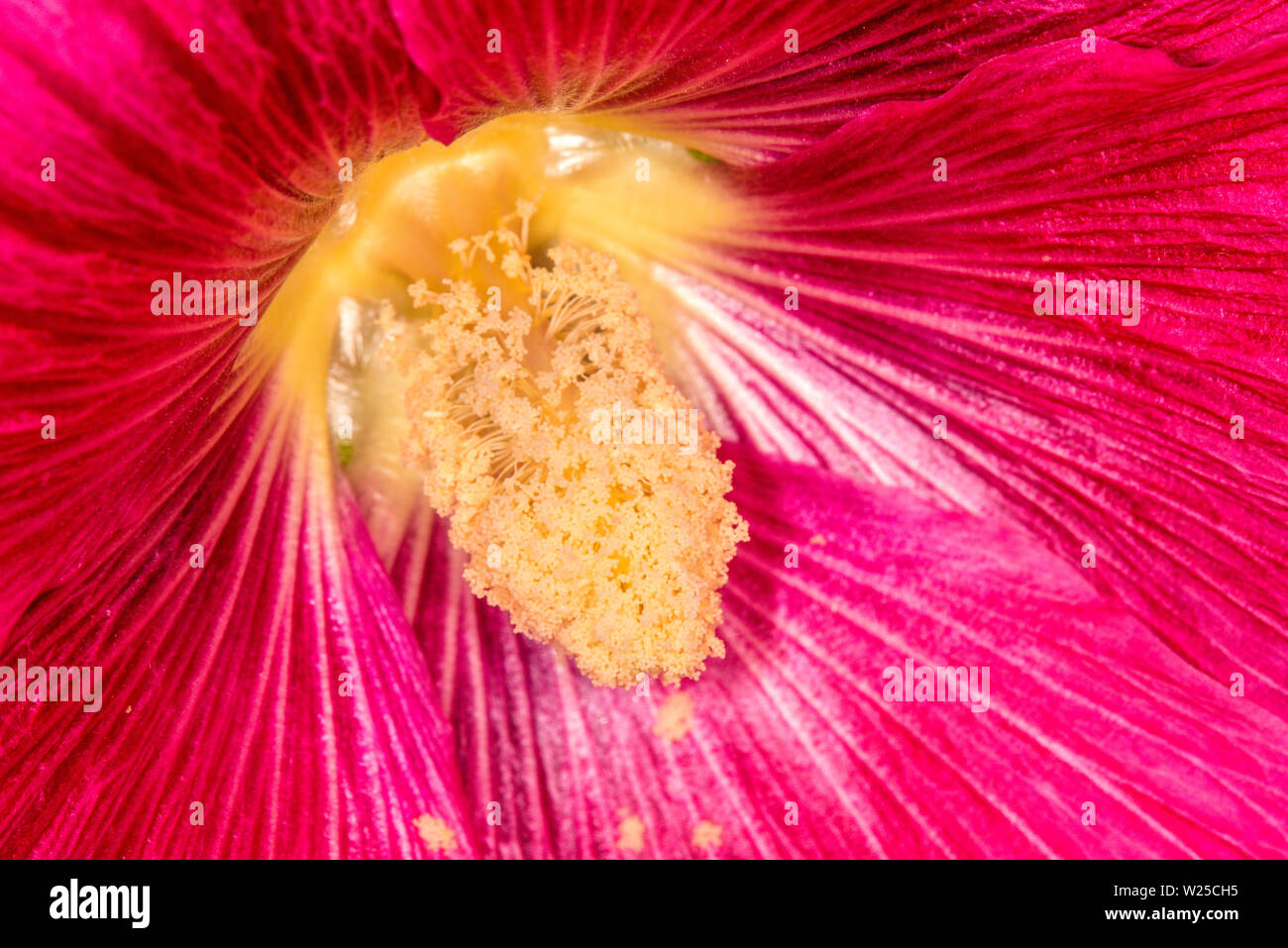mallow, medicinal plant with flower Stock Photo - Alamy